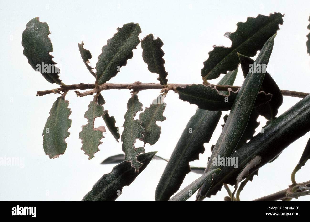 BLACK VINE WEEVIL (OTIORHYNCHUS SULCATUS) DAMAGE TO OLIVE TREE Stock ...