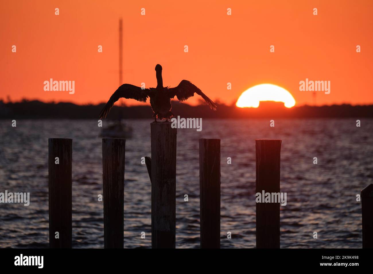 Silhuette of lonely pelican bird with spread wings on top wooden fence ...