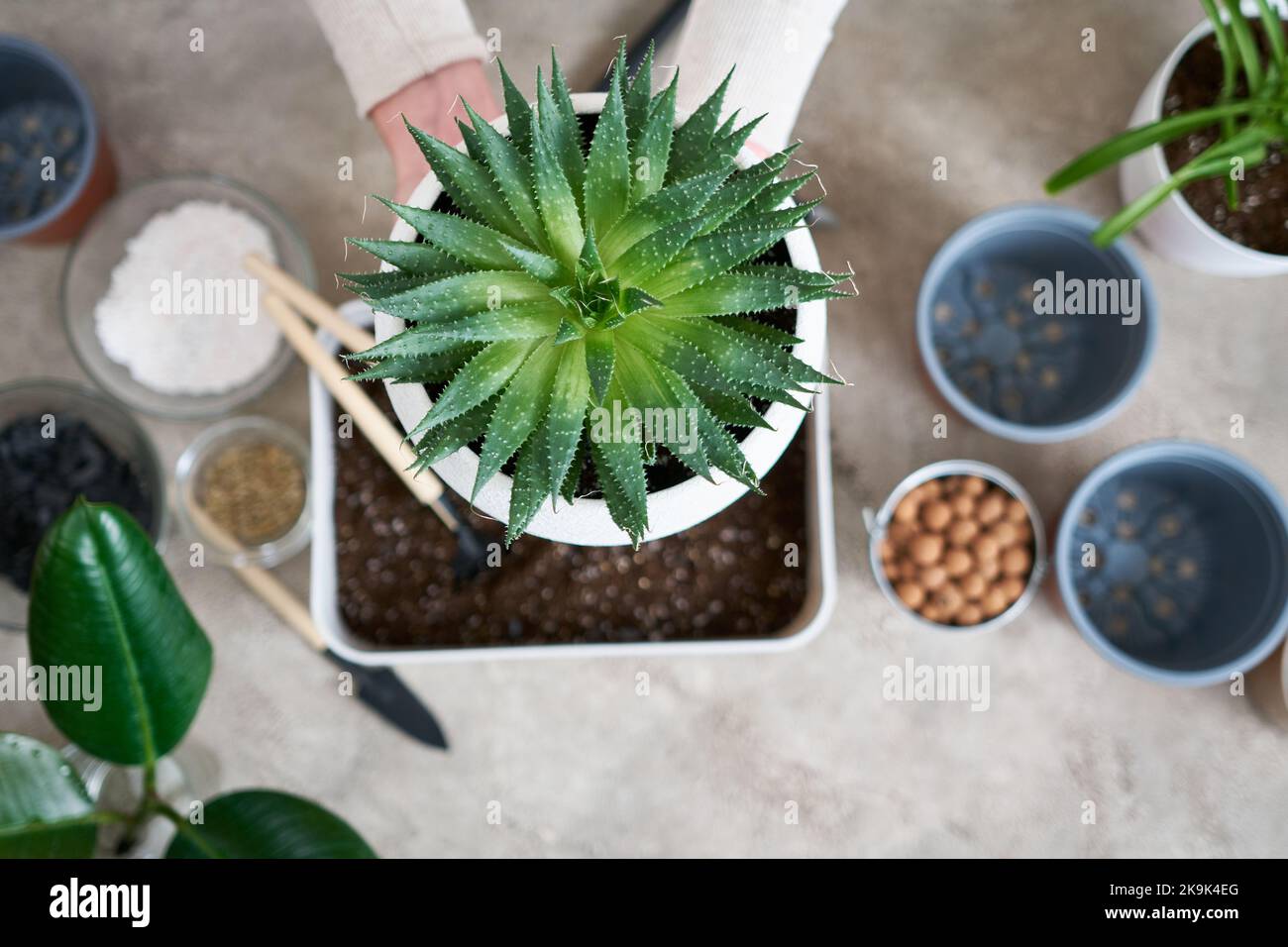 Woman holding planted Aloe Aristata Succulent Plant in white ceramic ...