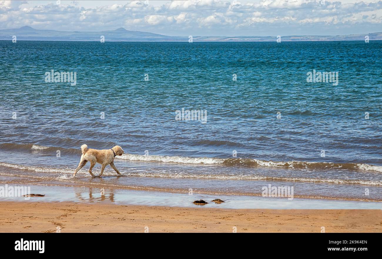 Seascape with dog hi-res stock photography and images - Alamy