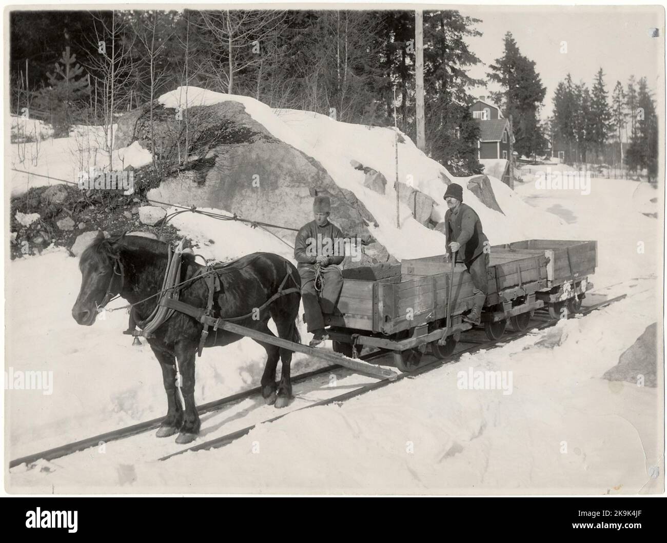 Horse that pulls raid carts used on the horse track Grängesberg - Lake ...