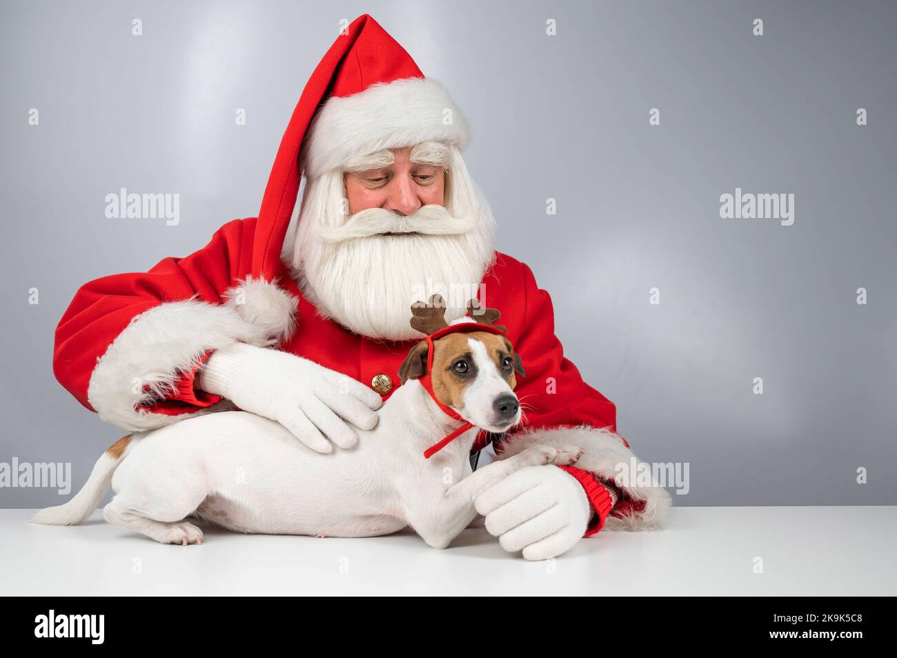 Portrait of santa claus and dog jack russell terrier in rudolf reindeer ...