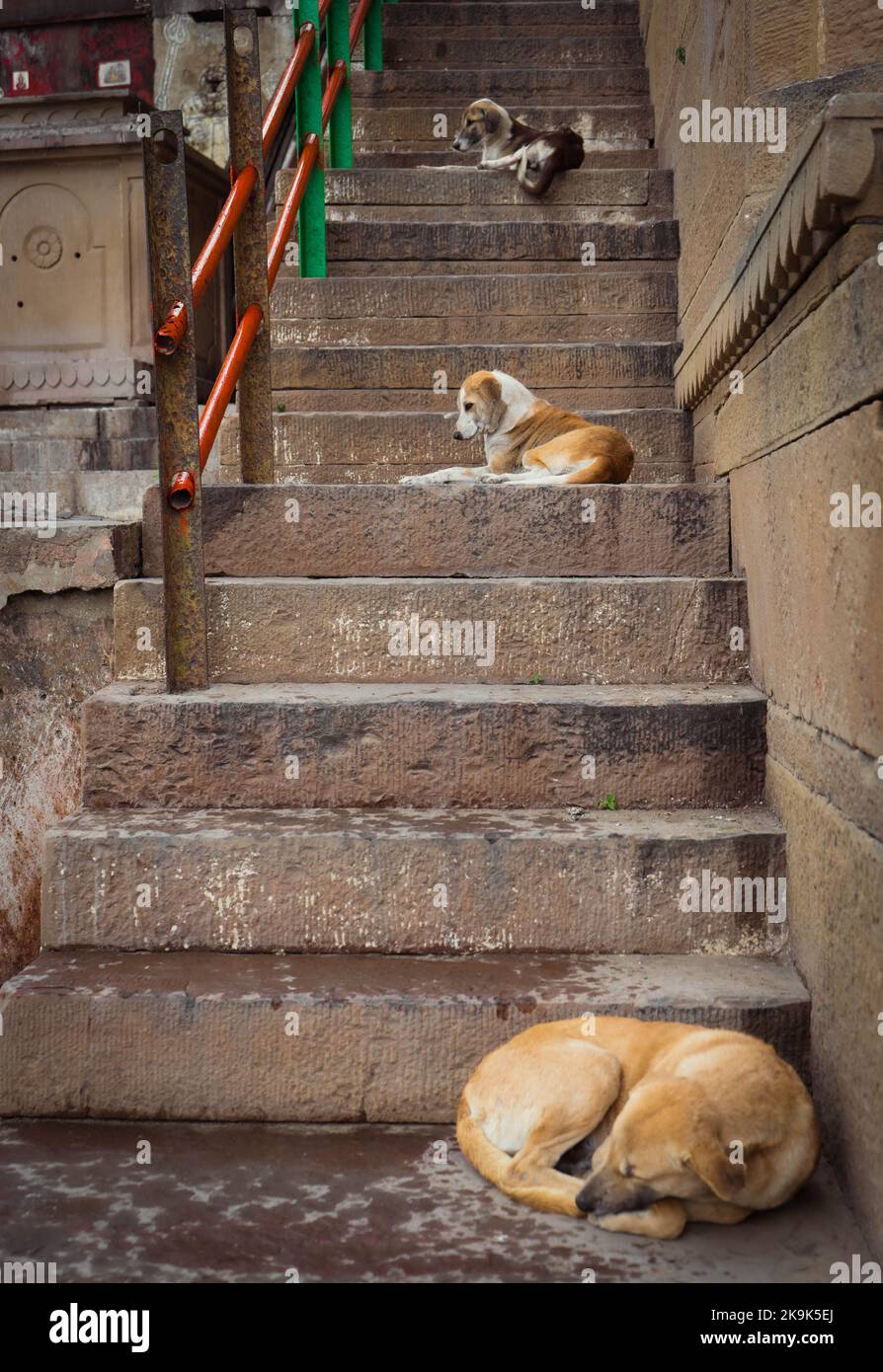 Indian street dogs sleeping hi-res stock photography and images - Alamy