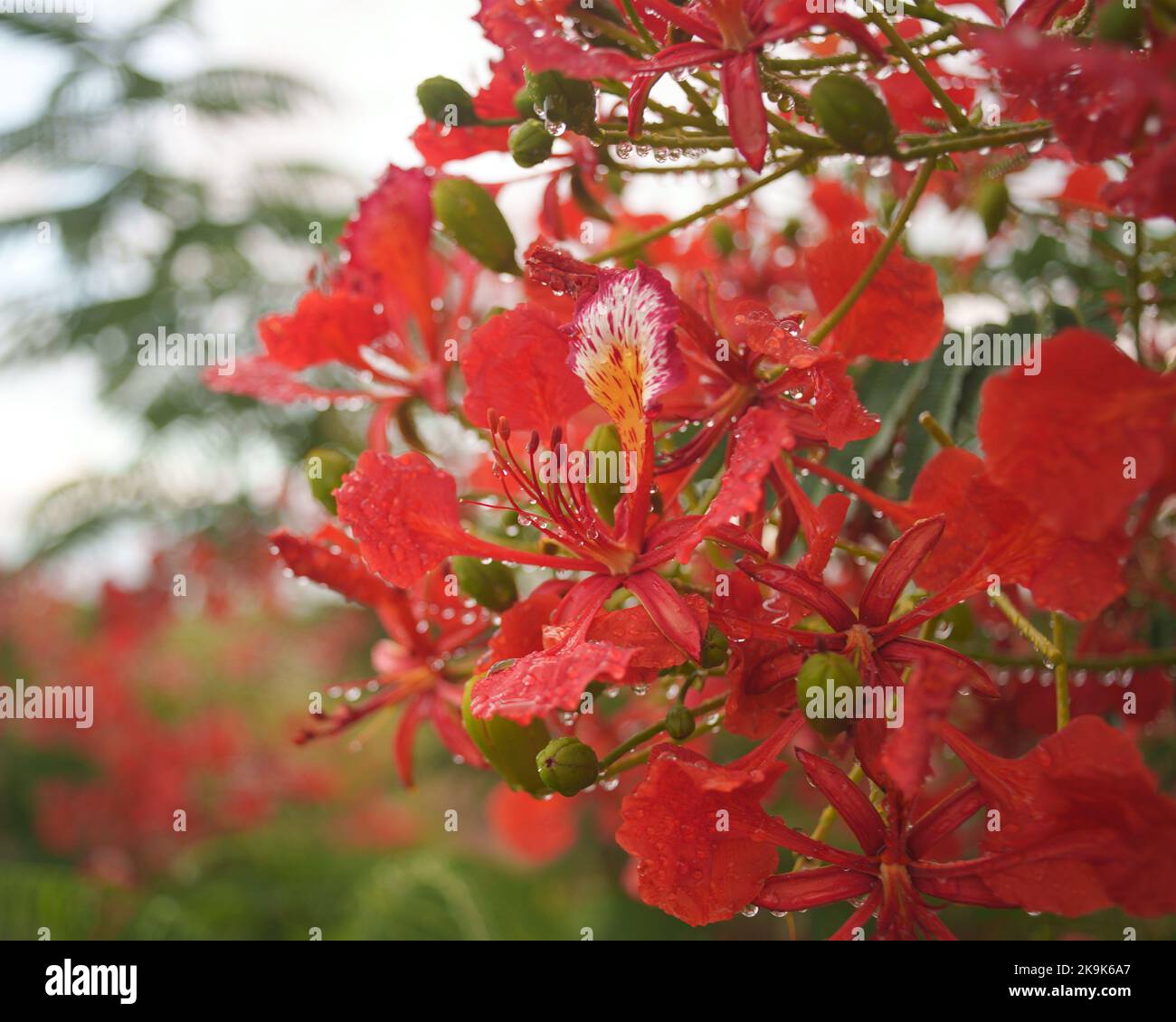 Indian flowers illustration hi-res stock photography and images - Alamy
