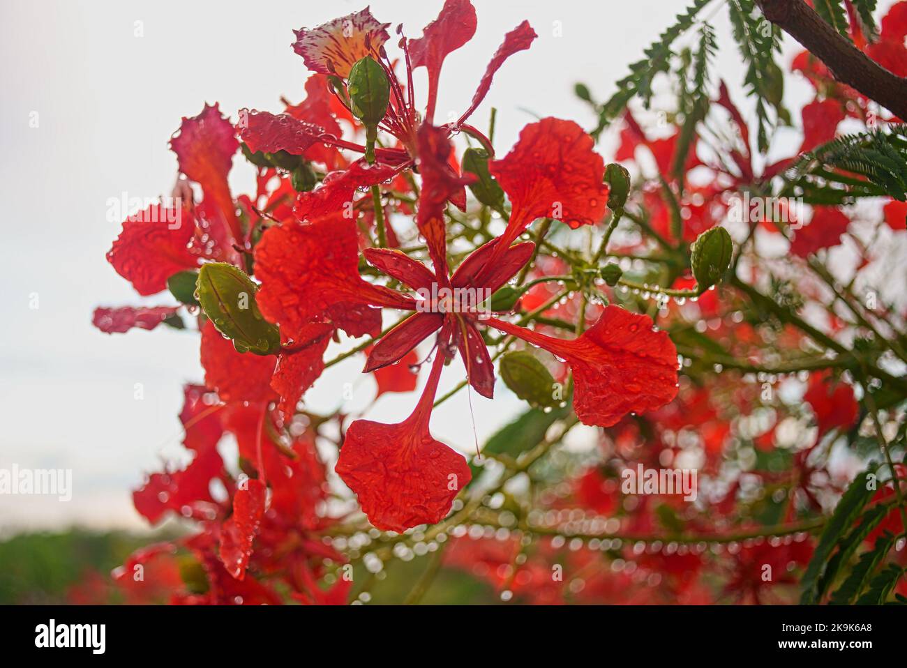 Indian ornamental trees hi-res stock photography and images - Alamy