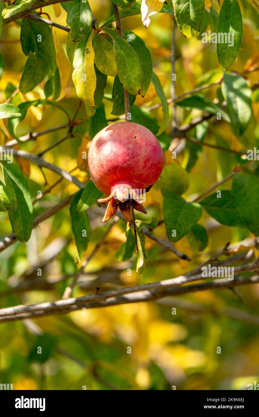 Fruit tree pomegranate pomegranates hi-res stock photography and images ...