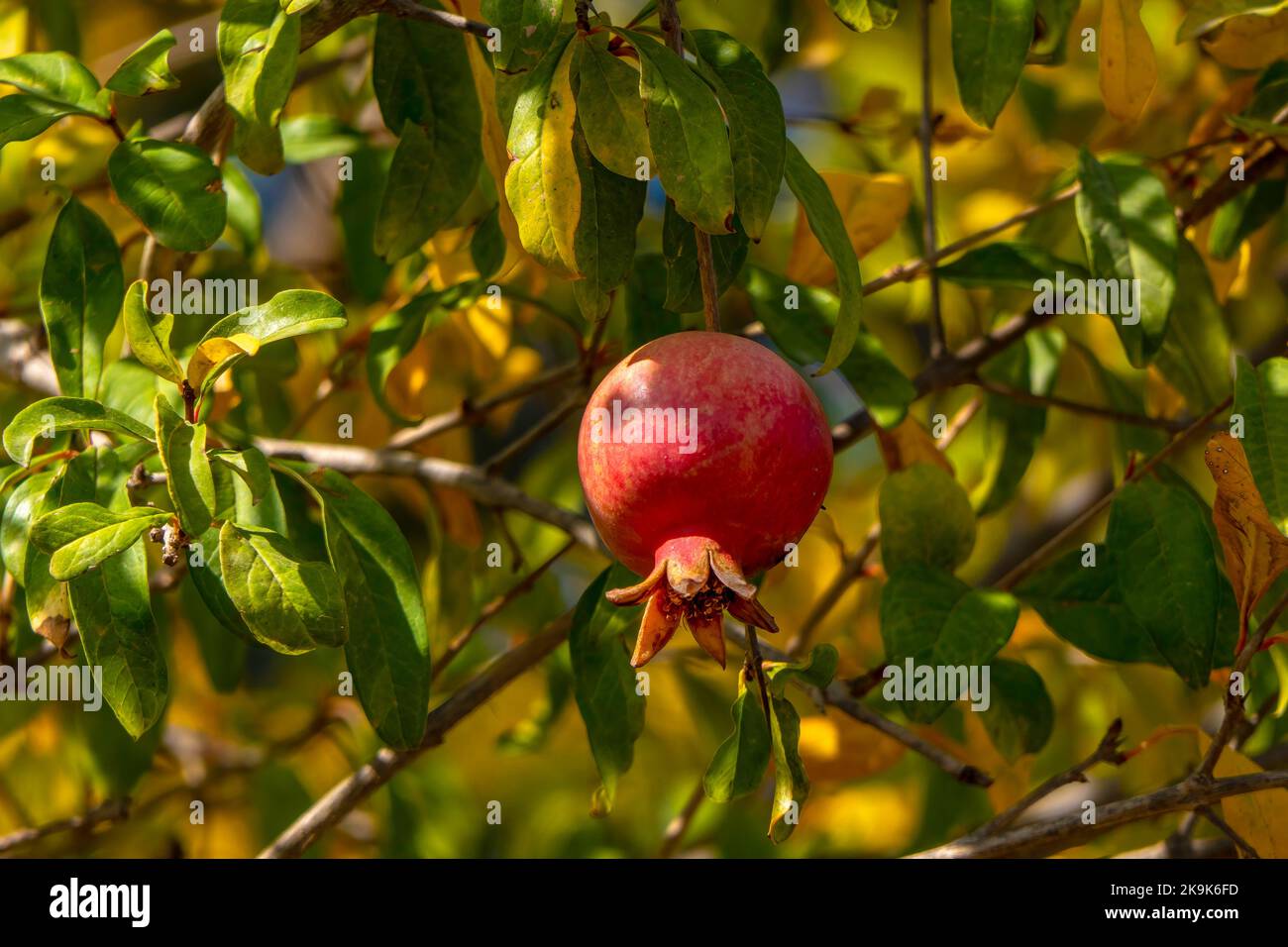 Ripe pomegranate fruit close-up among yellow foliage Stock Photo - Alamy