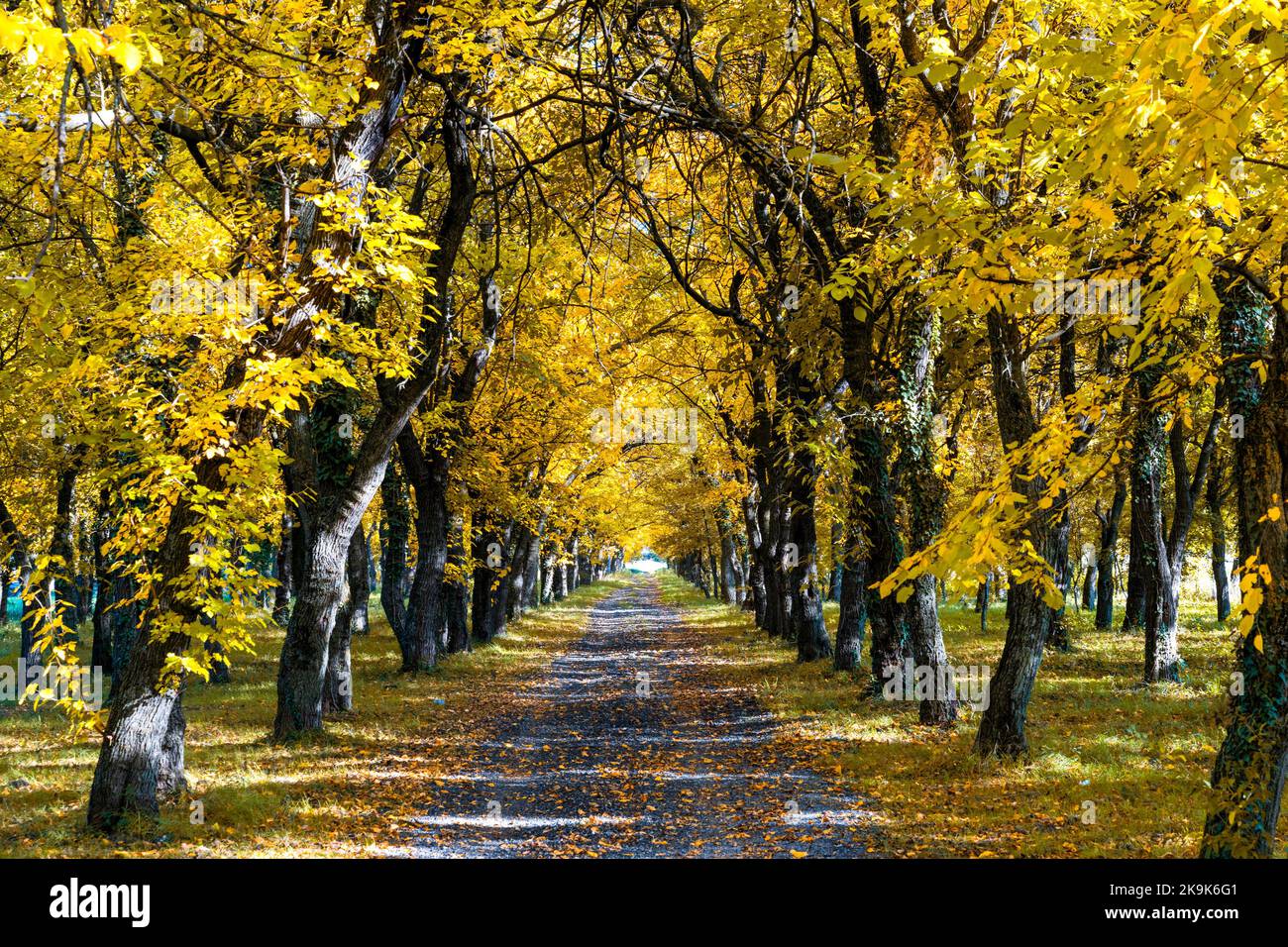 Idyllic view of a small country road leading into endless golden autumn ...