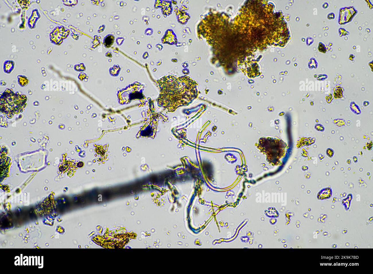 soil microorganisms, with soil fungi hyphae growing in the compost in a ...
