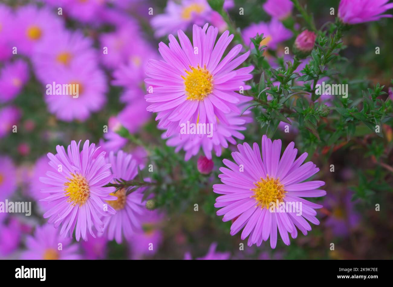 Aster alpinus bush. Beautiful summer flower Stock Photo - Alamy