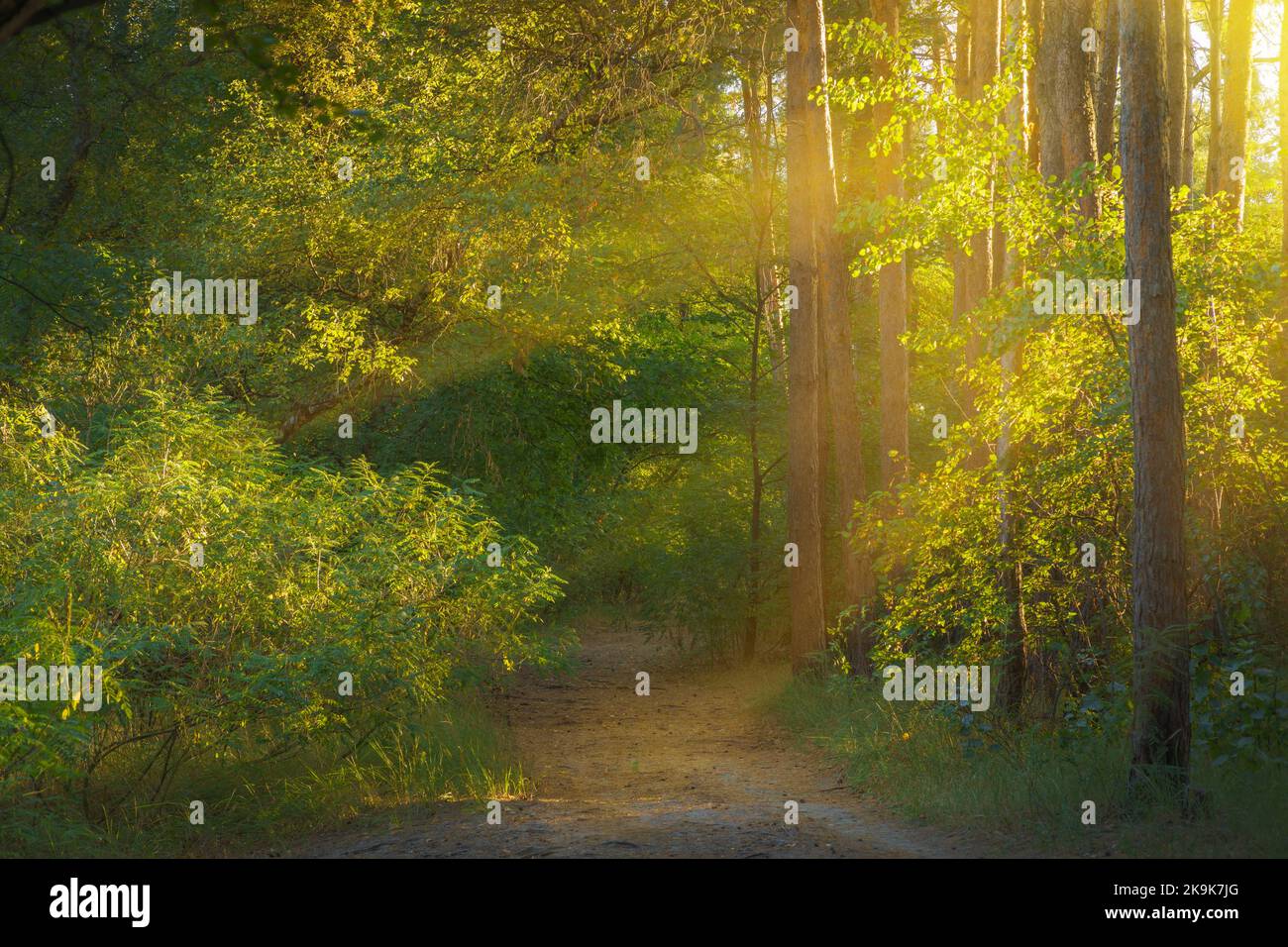 Sunshine in the wood hi-res stock photography and images - Alamy