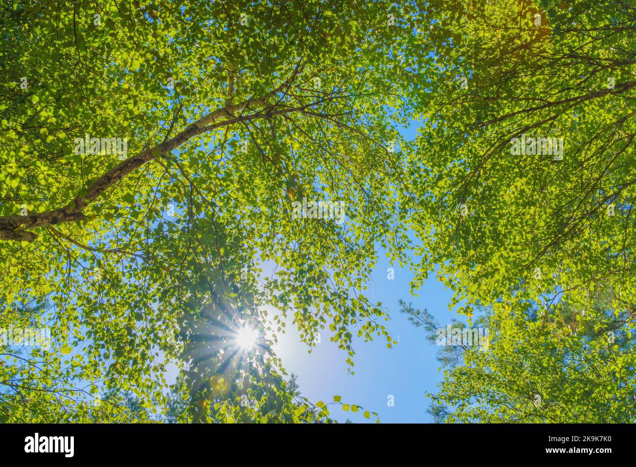 View from under the old tree in the birch forest and sunny shine Stock ...