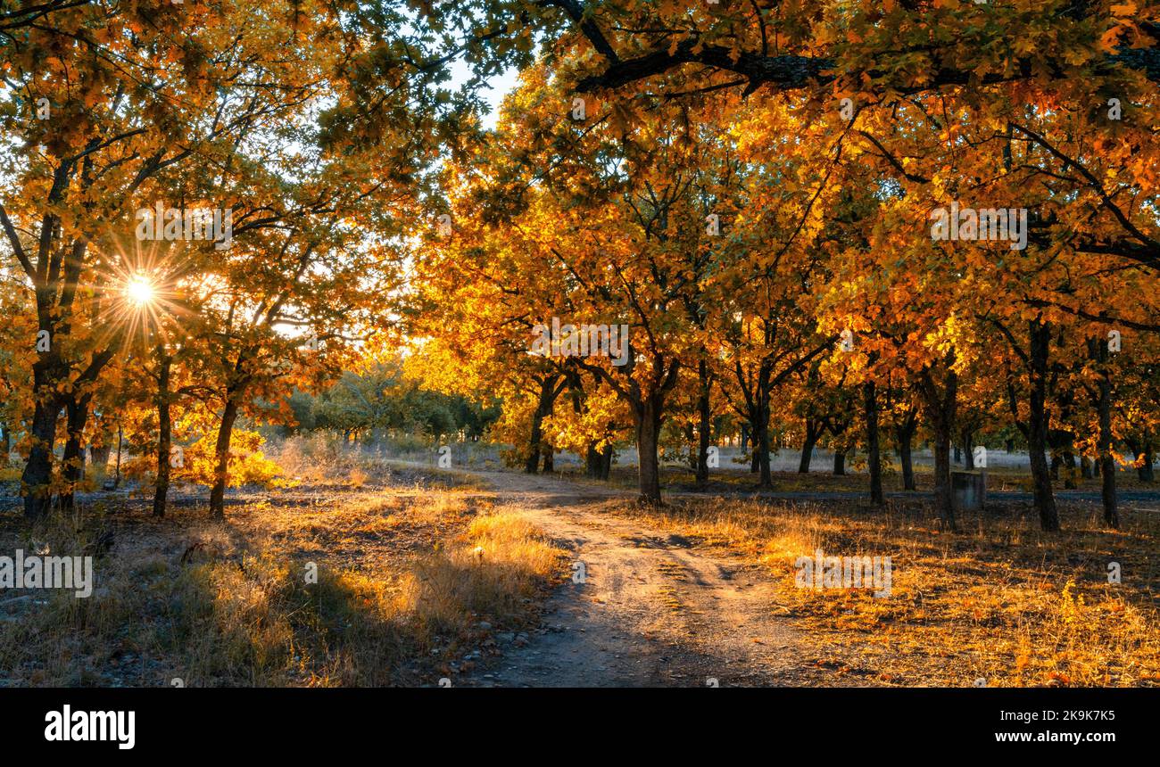 A dirt road leading threough oak forest in fall foliage colors with a ...