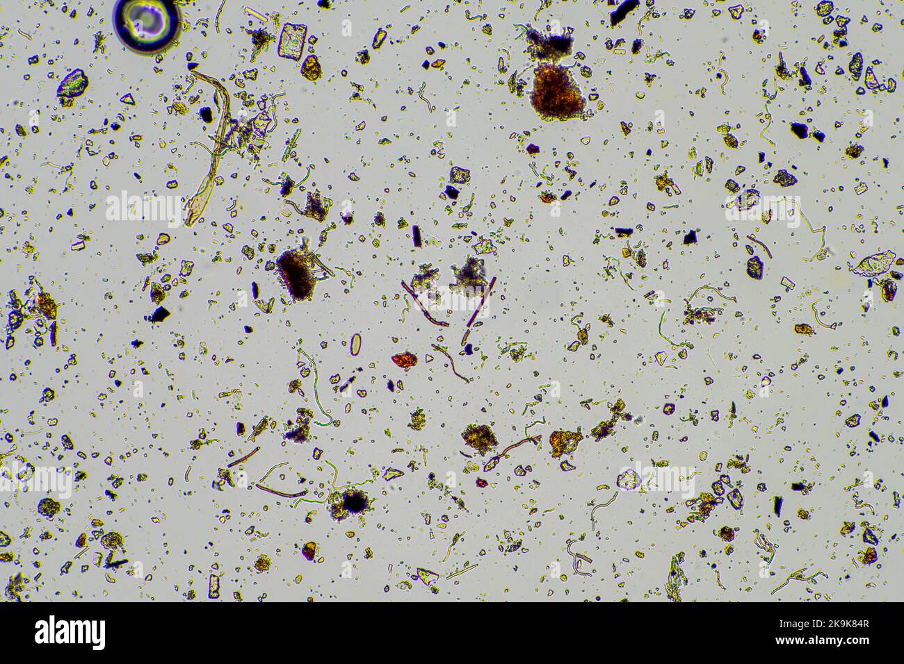 soil microorganisms, with soil fungi hyphae growing in the compost in a ...