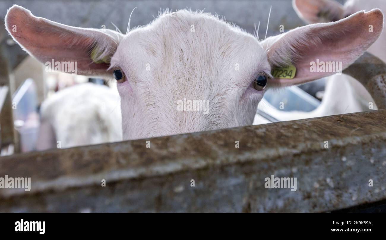 Glasin, Germany. 22nd Sep, 2022. A goat peers over a grating in the ...