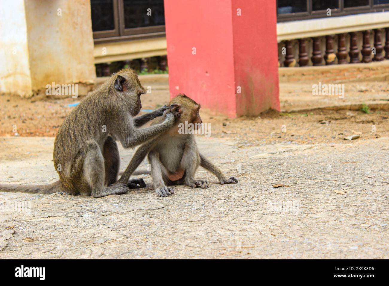 Monkey picking the ear of its offspring Stock Photo - Alamy