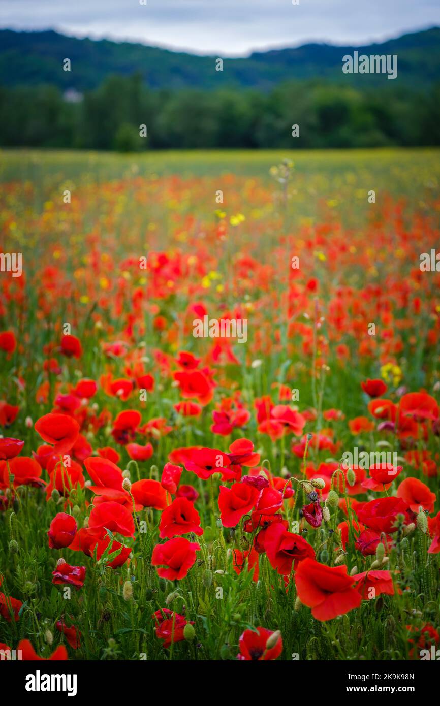 Red poppies field and hills right outside Mirepoix in the south of ...
