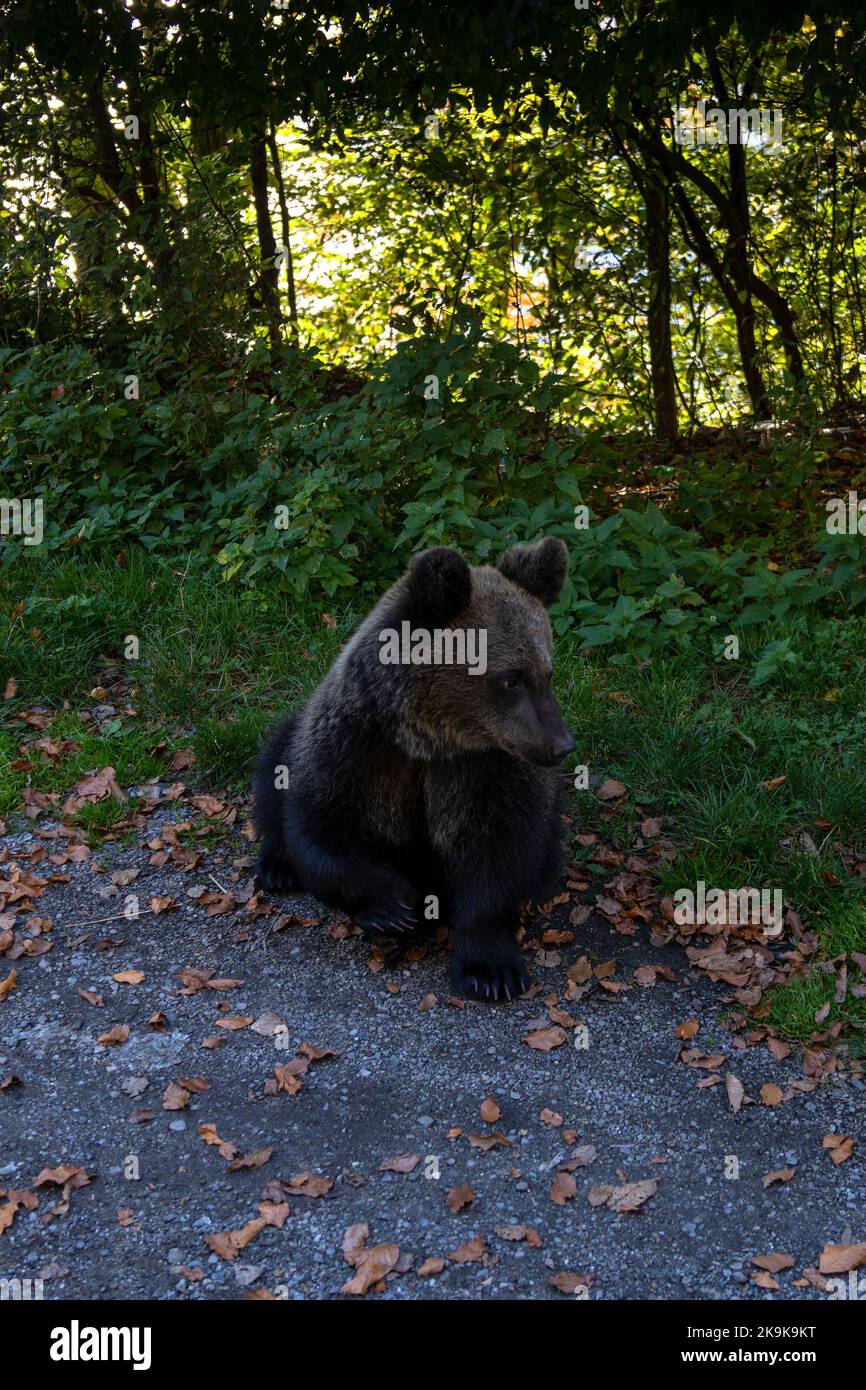 Transylvania brown bear hi-res stock photography and images - Alamy