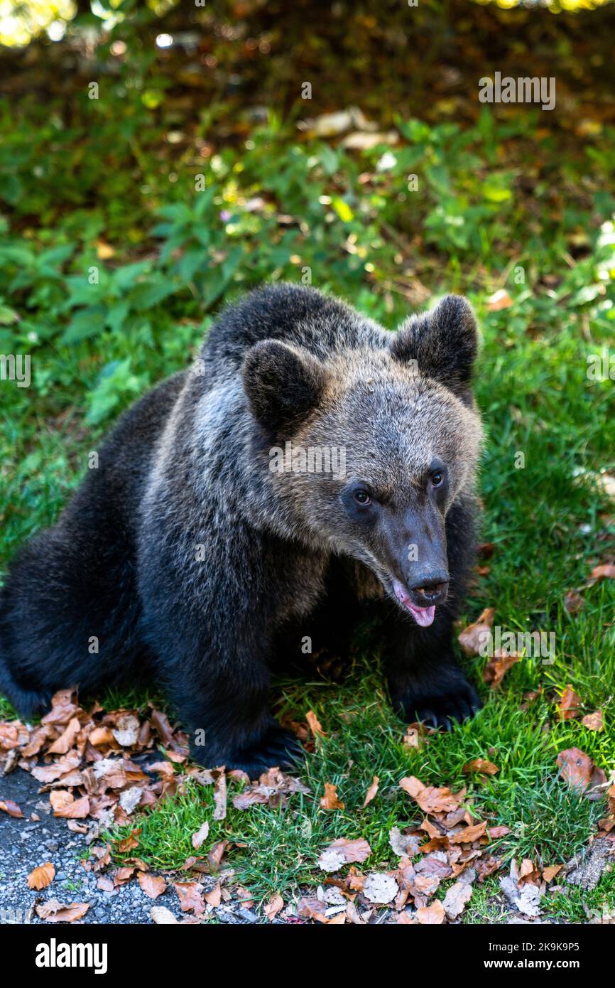 Close-up view of a young European brown bear in the Fagaras mountains ...