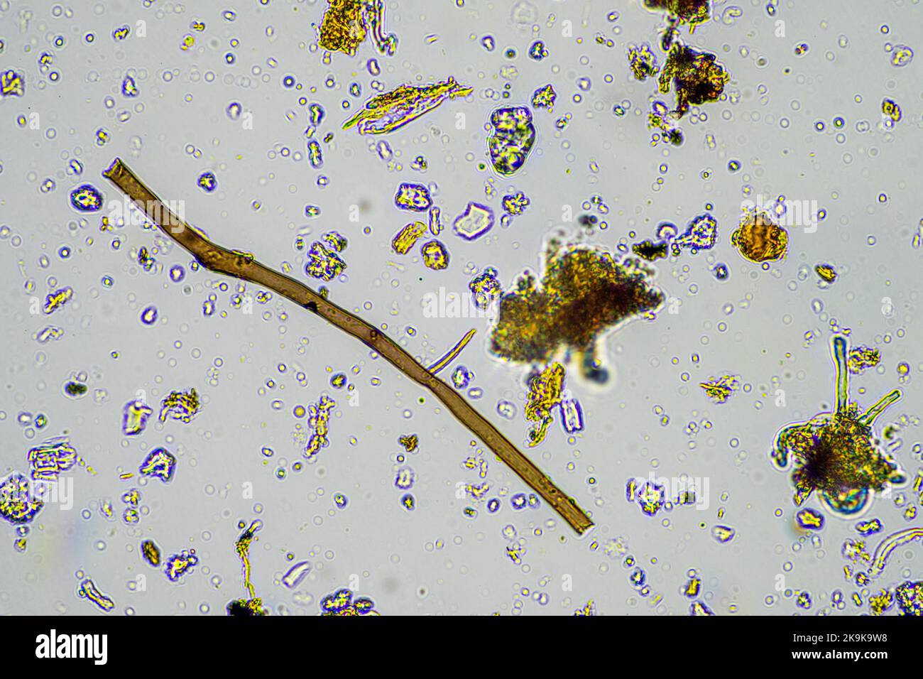 microorganisms and soil biology, with nematodes and fungi under the ...