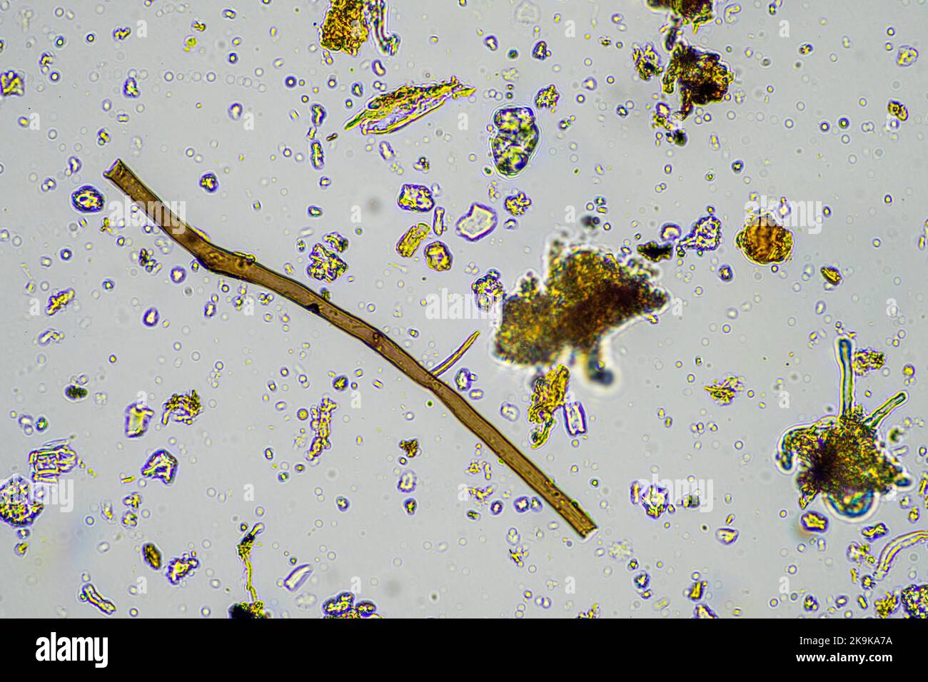 microorganisms and soil biology, with nematodes and fungi under the ...