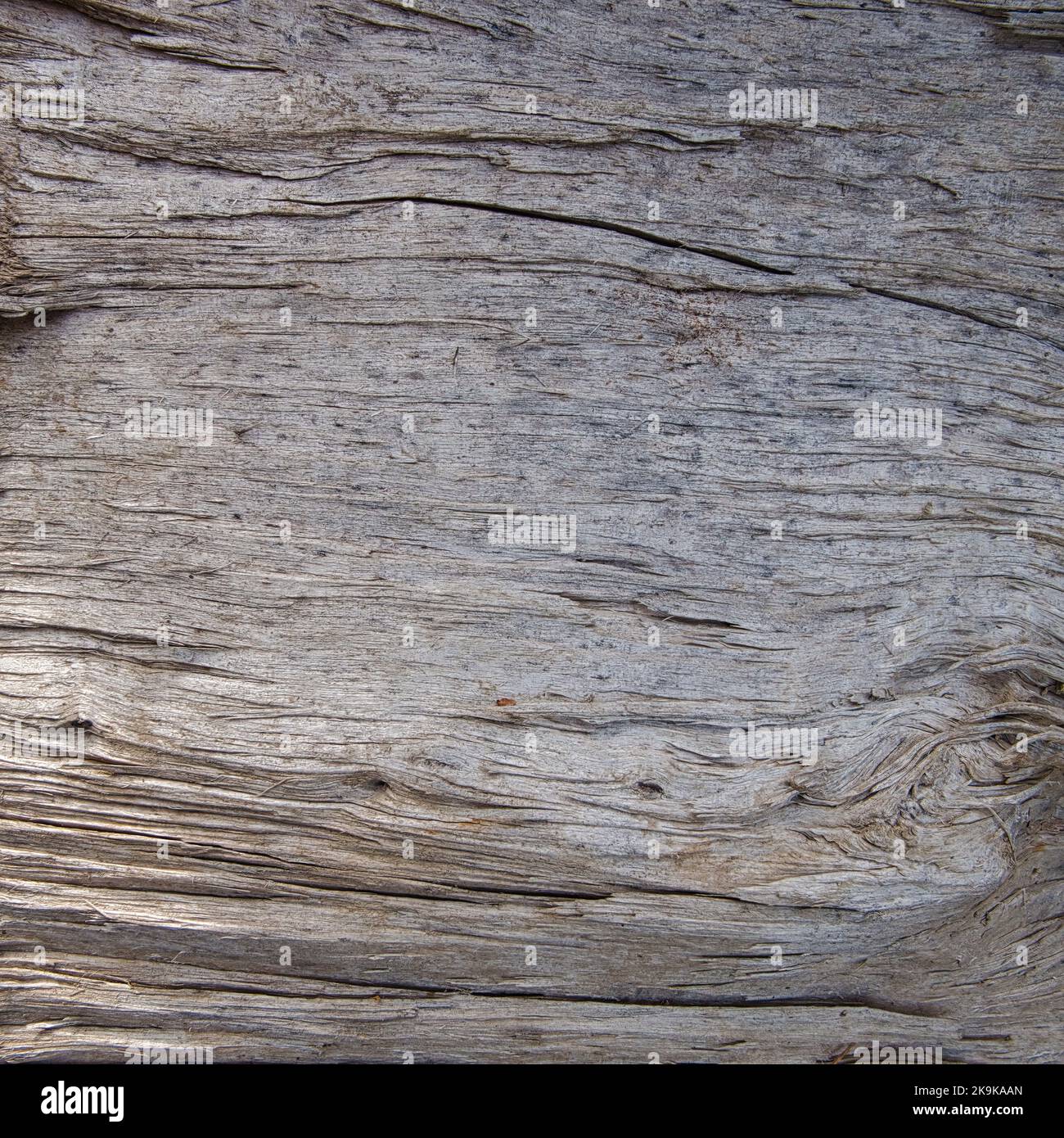 Rough aged withered dead wood texture Stock Photo - Alamy