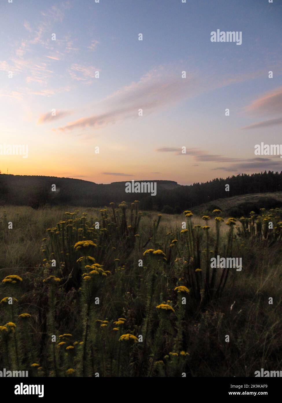 The yellow flowers of phymaspemum acerosum, as dawn breaks over the ...