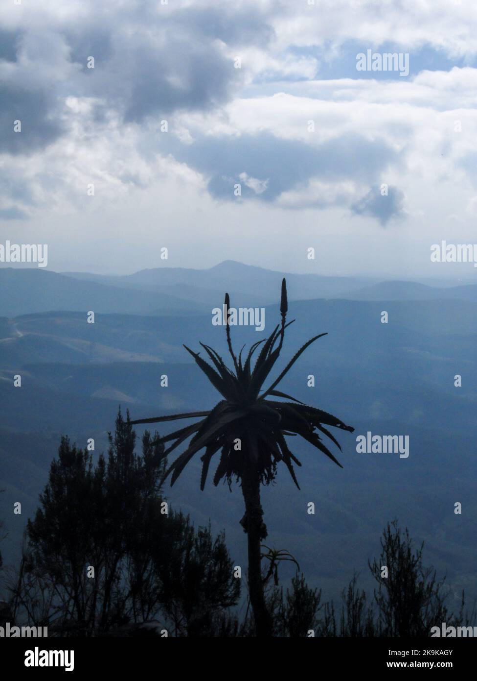 The silhouette of an Aloe against the distant blue mountains at ...