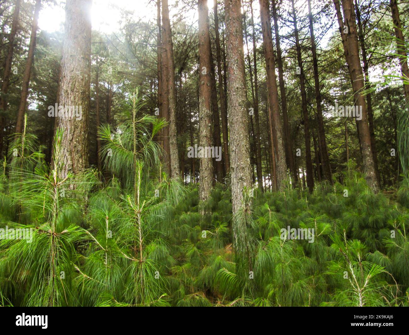 Hoop pine tree hi-res stock photography and images - Alamy