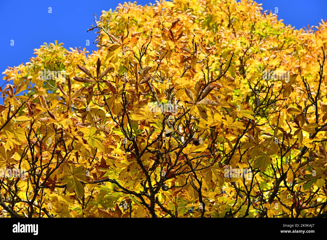 common horse chestnut with autumn colors Stock Photo - Alamy