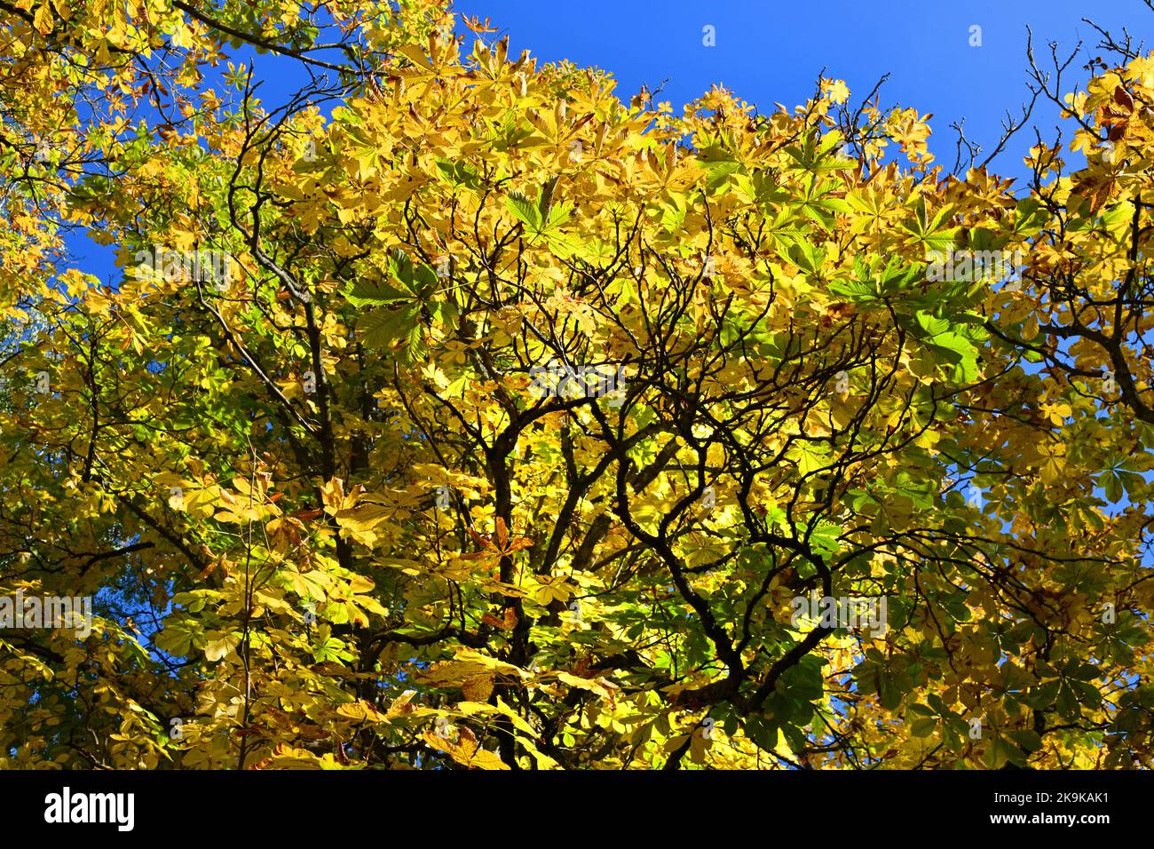 Common horse colors hi-res stock photography and images - Alamy