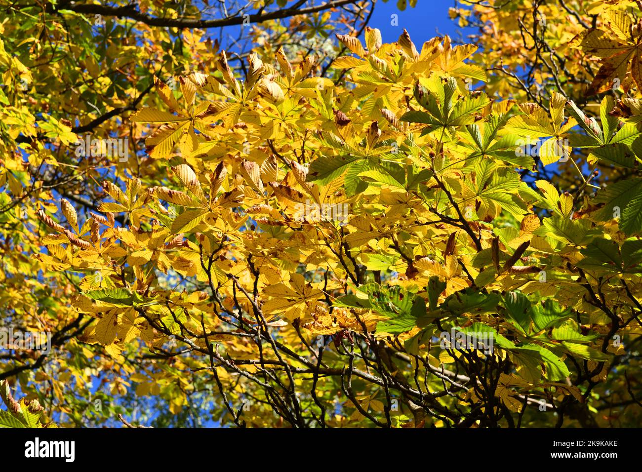 Horse chestnut bark and leaves hi-res stock photography and images - Alamy