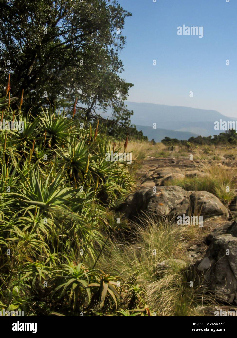 Aloes growing on a rocky plateau in the Afromontane grassland of South ...