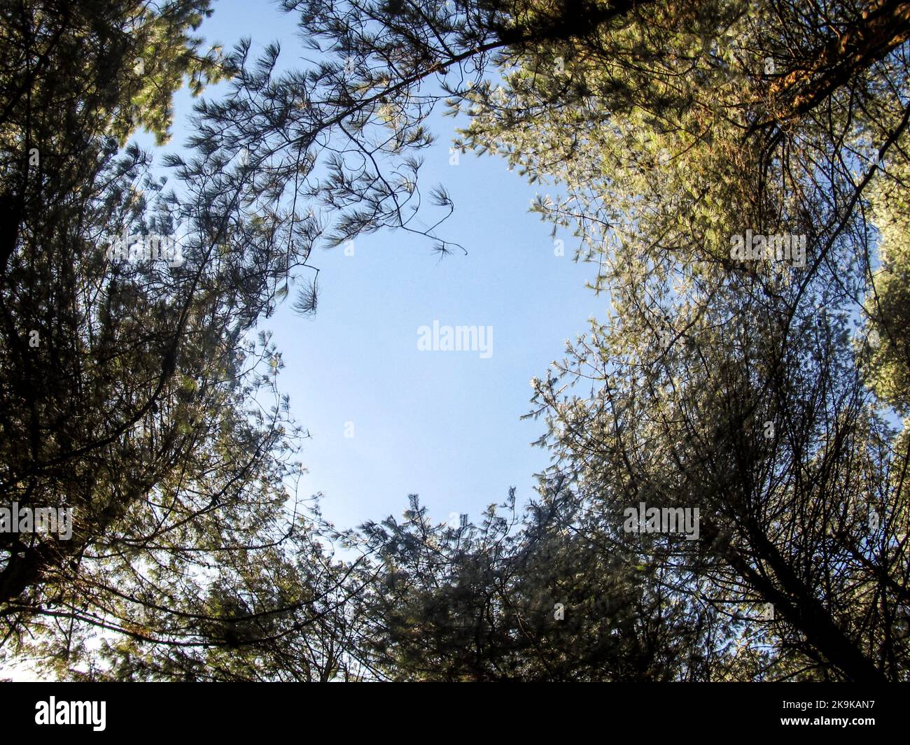 Looking up through the Canopy of needles of a pine plantation in the ...
