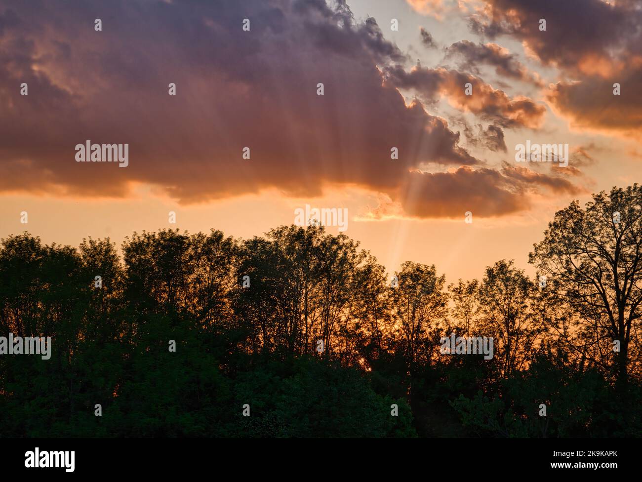 Beautiful sunset behind copse of trees with visible sunrays Stock Photo ...