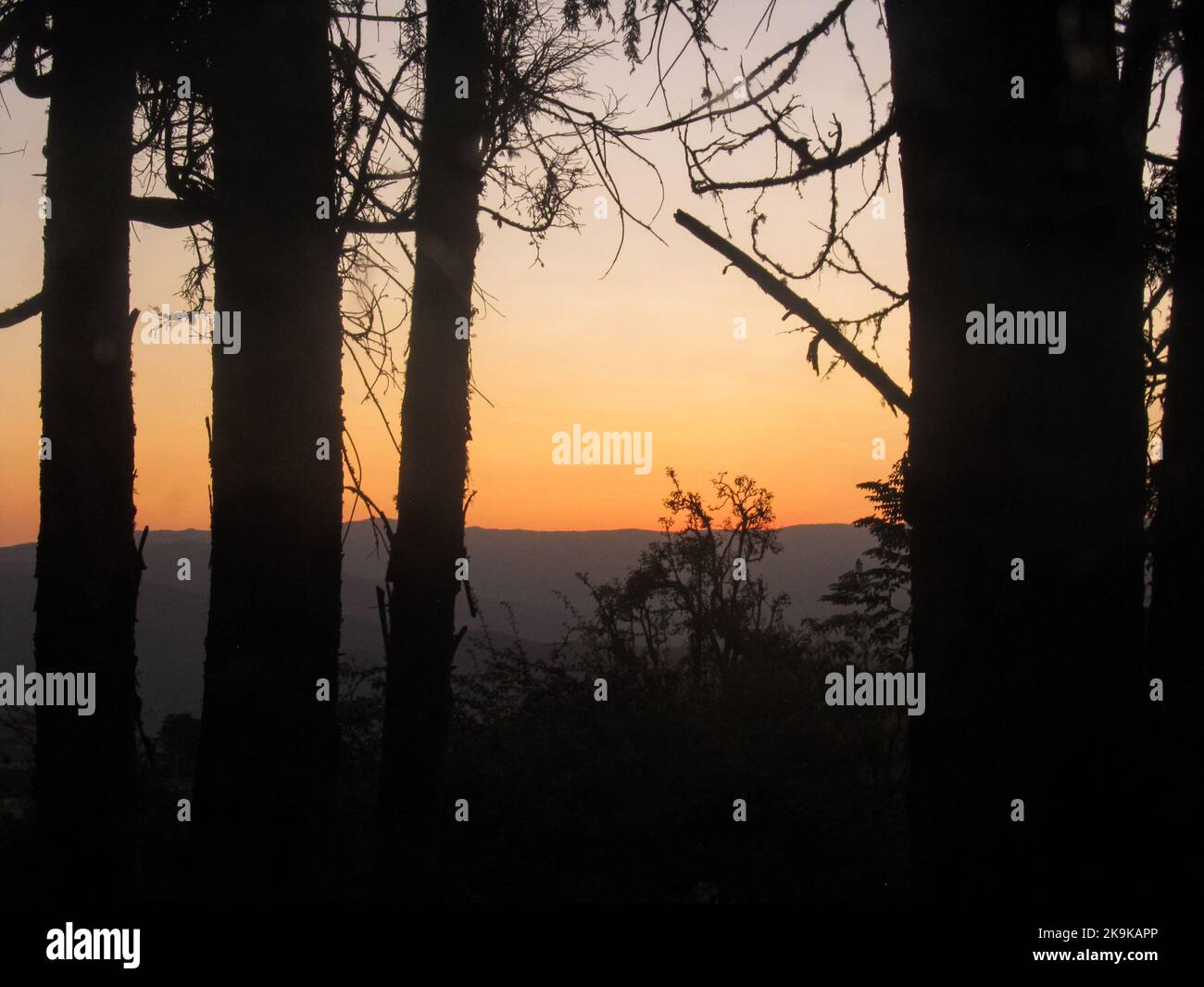 Sunrise through the silhouette of pine tree trunks in a plantation in ...