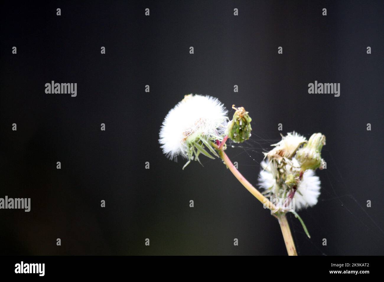 Seedhead of Red-seeded dandelion (Taraxacum erythrospermum) in a garden ...