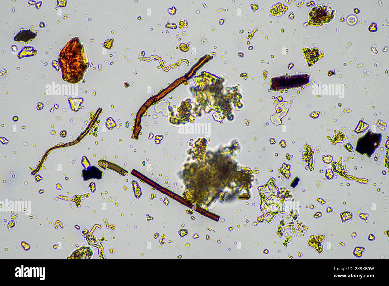 microorganisms and soil biology, with nematodes and fungi under the ...