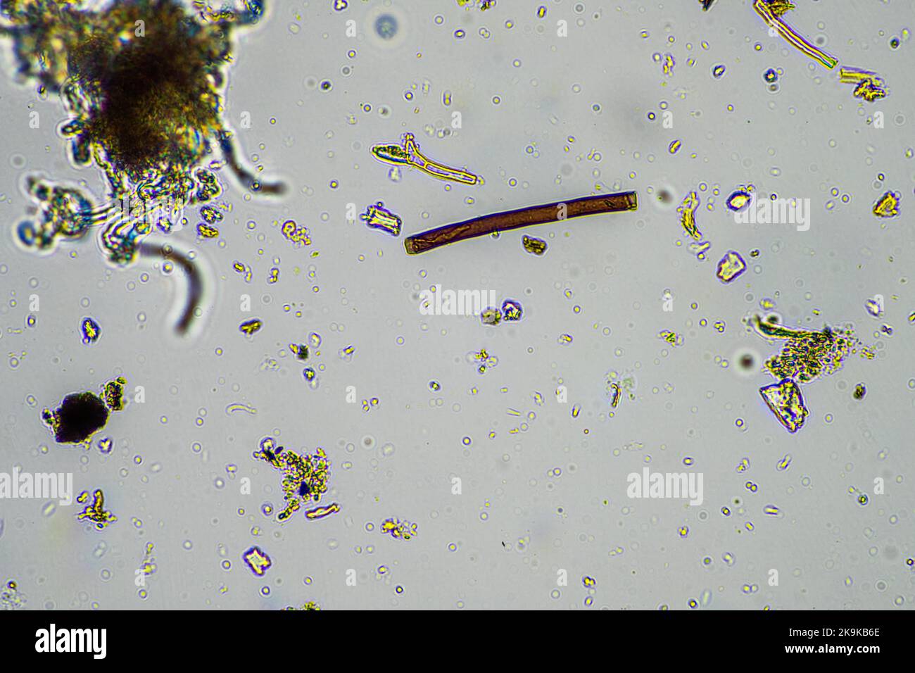 microorganisms and soil biology, with nematodes and fungi under the ...