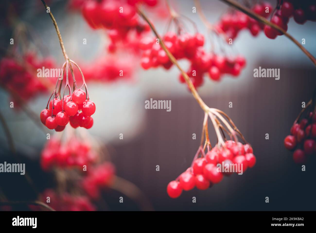 Macro photo of viburnum berries Stock Photo - Alamy