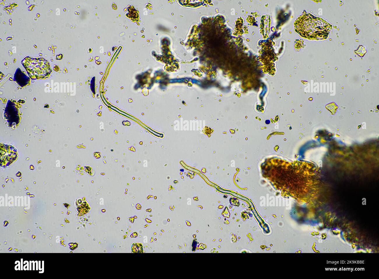 microorganisms and soil biology, with nematodes and fungi under the ...