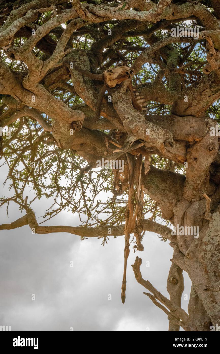 Common impala skeleton hangs from twisted branches Stock Photo - Alamy