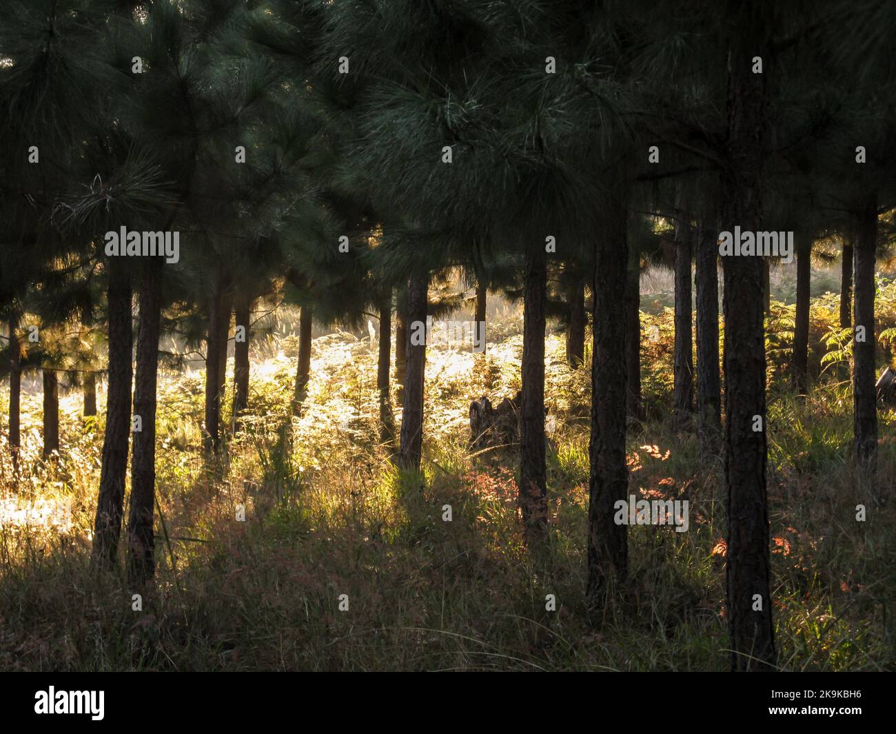 Hoop pine tree hi-res stock photography and images - Alamy