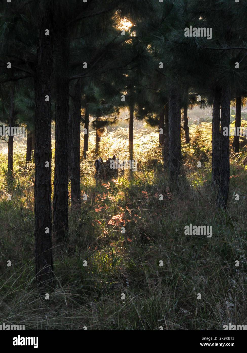 Enchanted view of a pine plantation with the undergrowth golden in the ...
