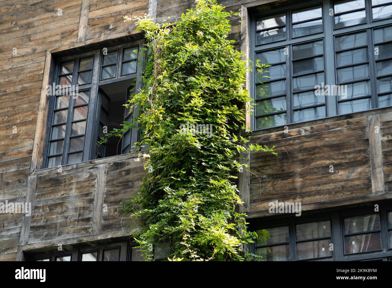 Green facade and eco house concept. Vine creeper around window on ...