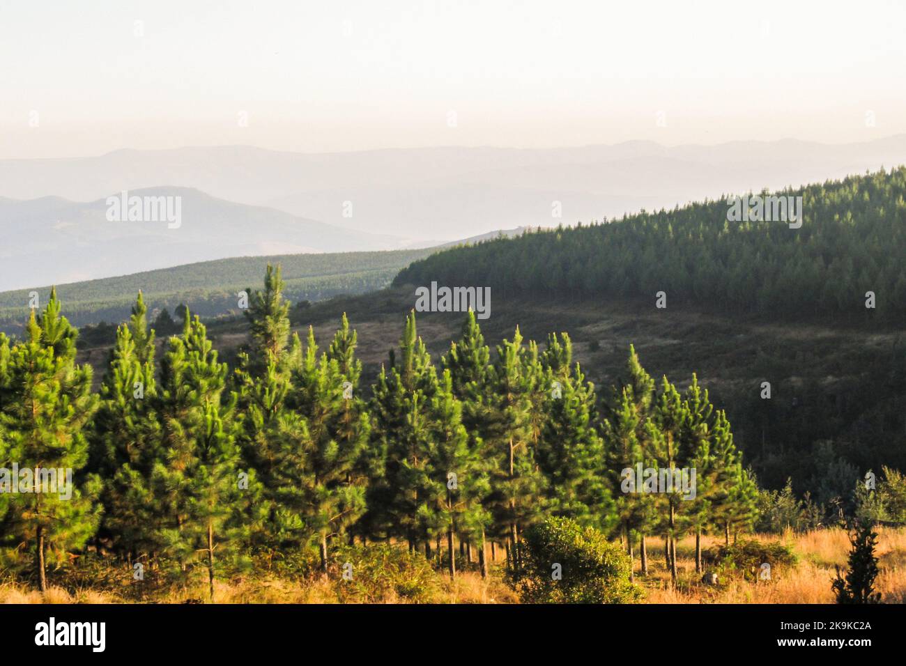 Pine Plantation along the mountainous escarpment of South Africa at the ...