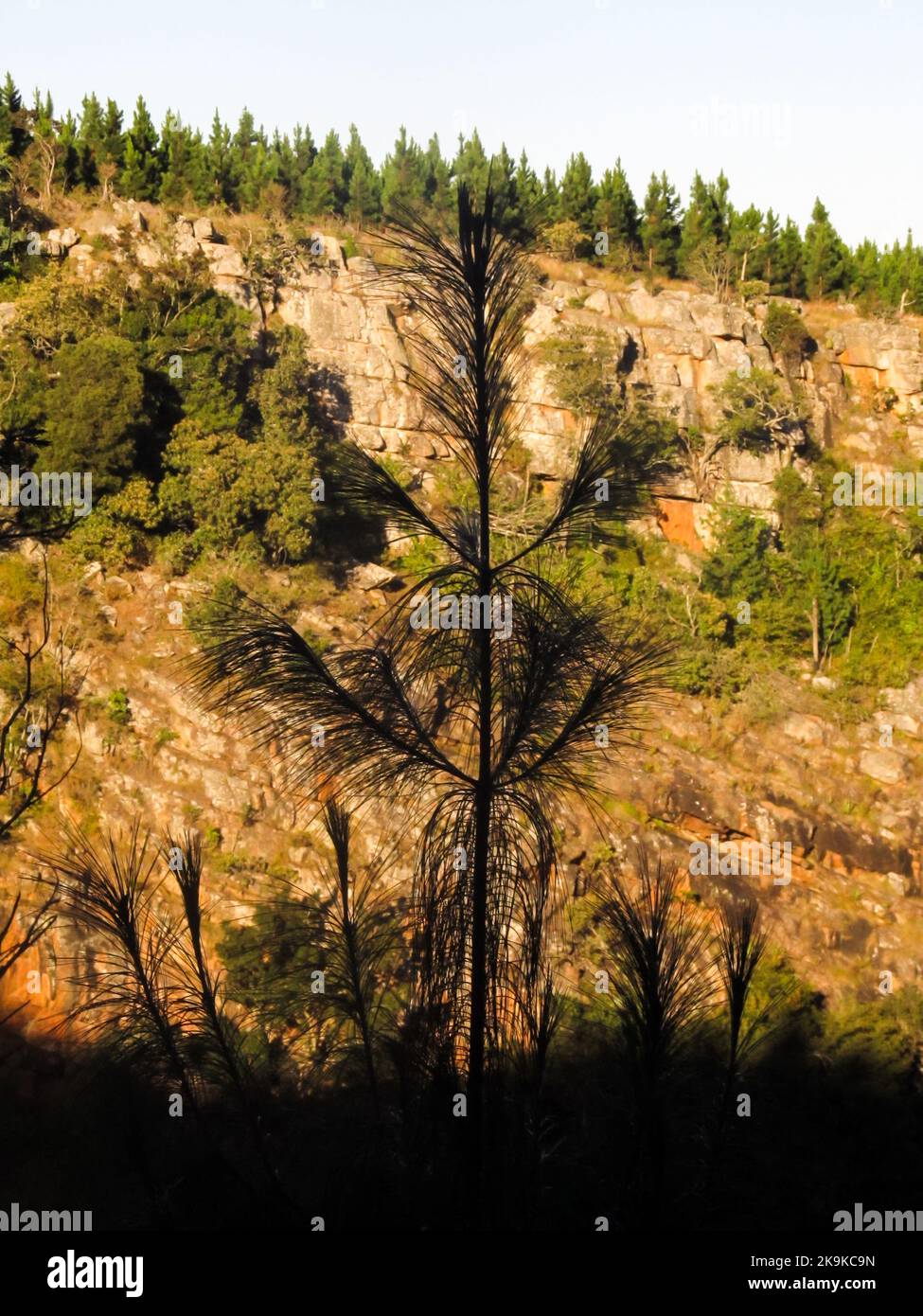 Silhouette of a pine tree sapling on the edge of a commercial ...