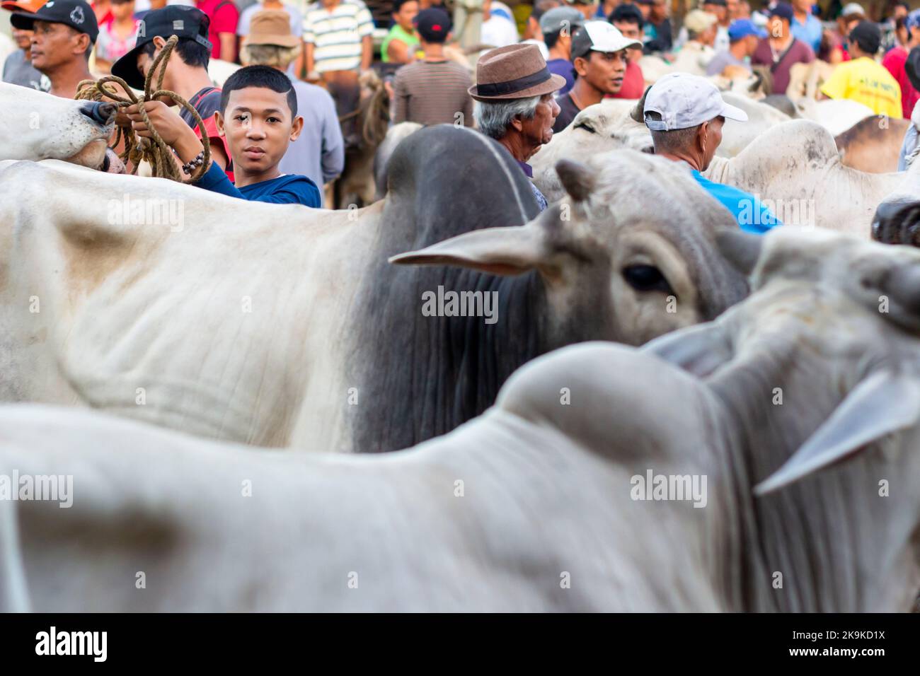 Livestock auction market in Batangas, Philippines Stock Photo - Alamy