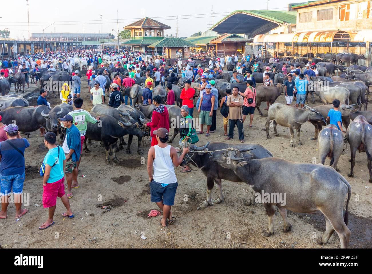 Livestock auction market in Batangas, Philippines Stock Photo - Alamy