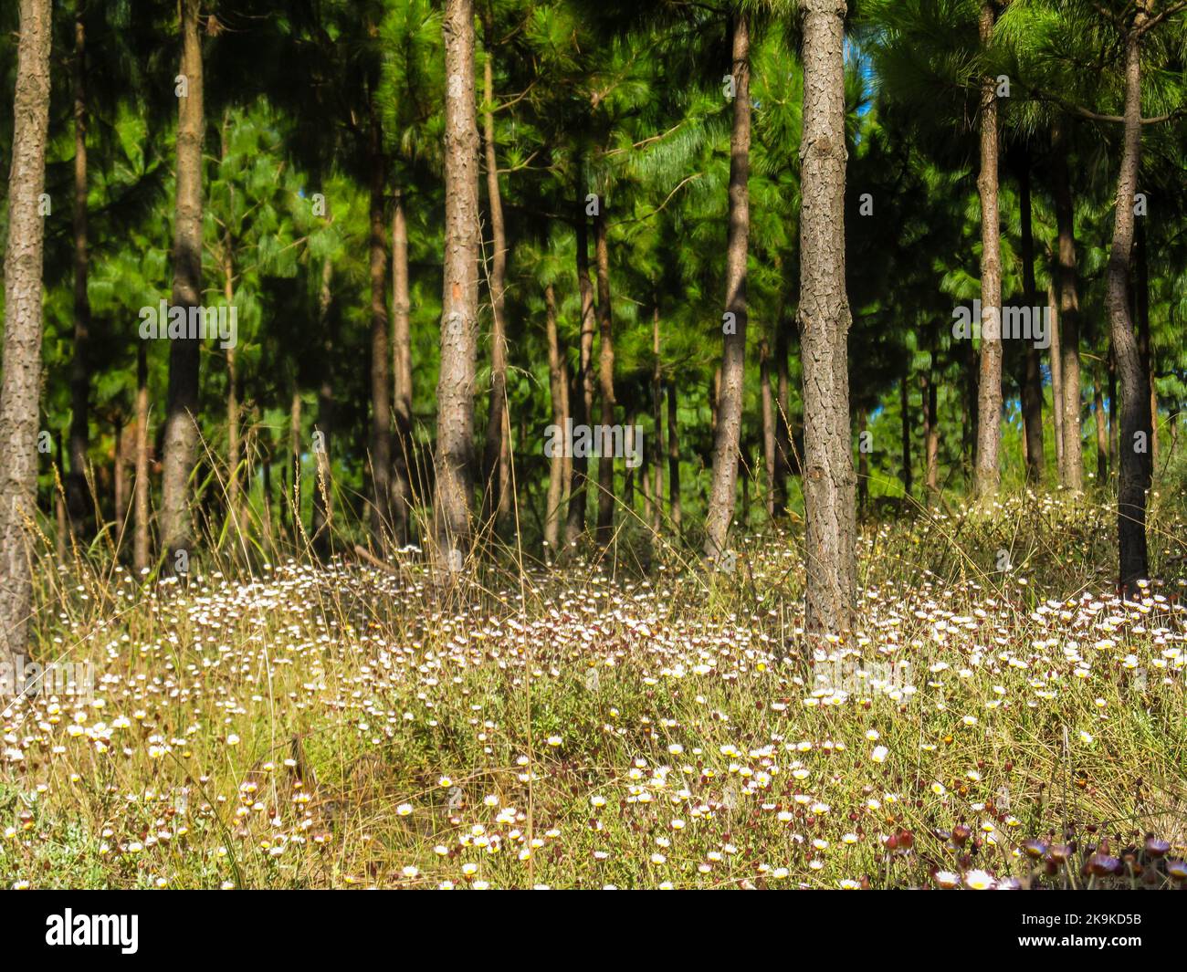 Hoop pine hi-res stock photography and images - Alamy